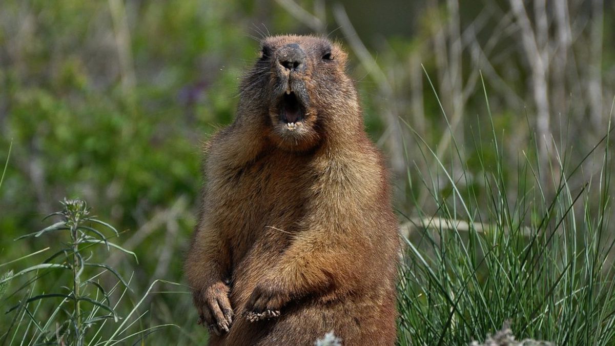 How To Stay Creative When Every Day Is Groundhog Day Muse By Clio